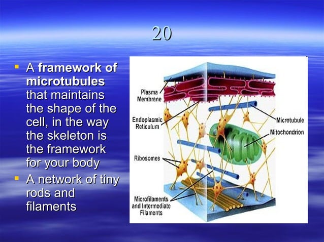 B14 eukaryotic cell structure powerpoint | PPT