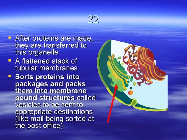 B14 eukaryotic cell structure powerpoint | PPT