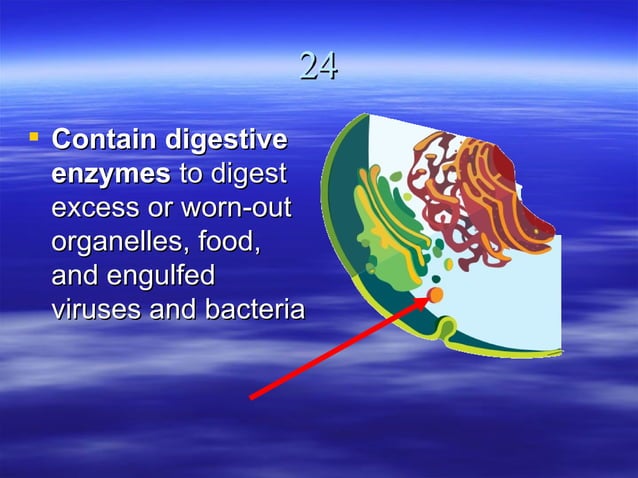B14 eukaryotic cell structure powerpoint | PPT