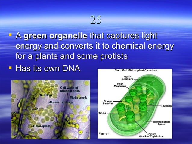 B14 eukaryotic cell structure powerpoint | PPT