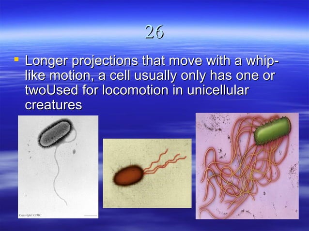 B14 eukaryotic cell structure powerpoint | PPT | Free Download