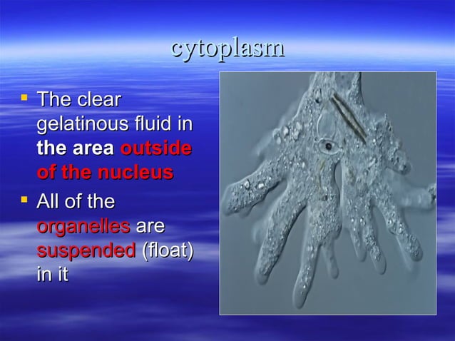 B14 eukaryotic cell structure powerpoint | PPT