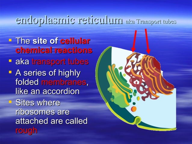 B14 eukaryotic cell structure powerpoint | PPT