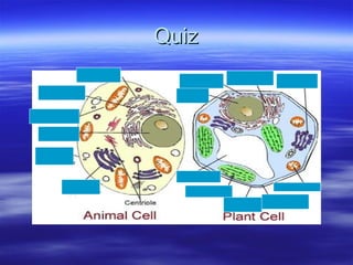 Eukaryotic Cell Structure Quiz