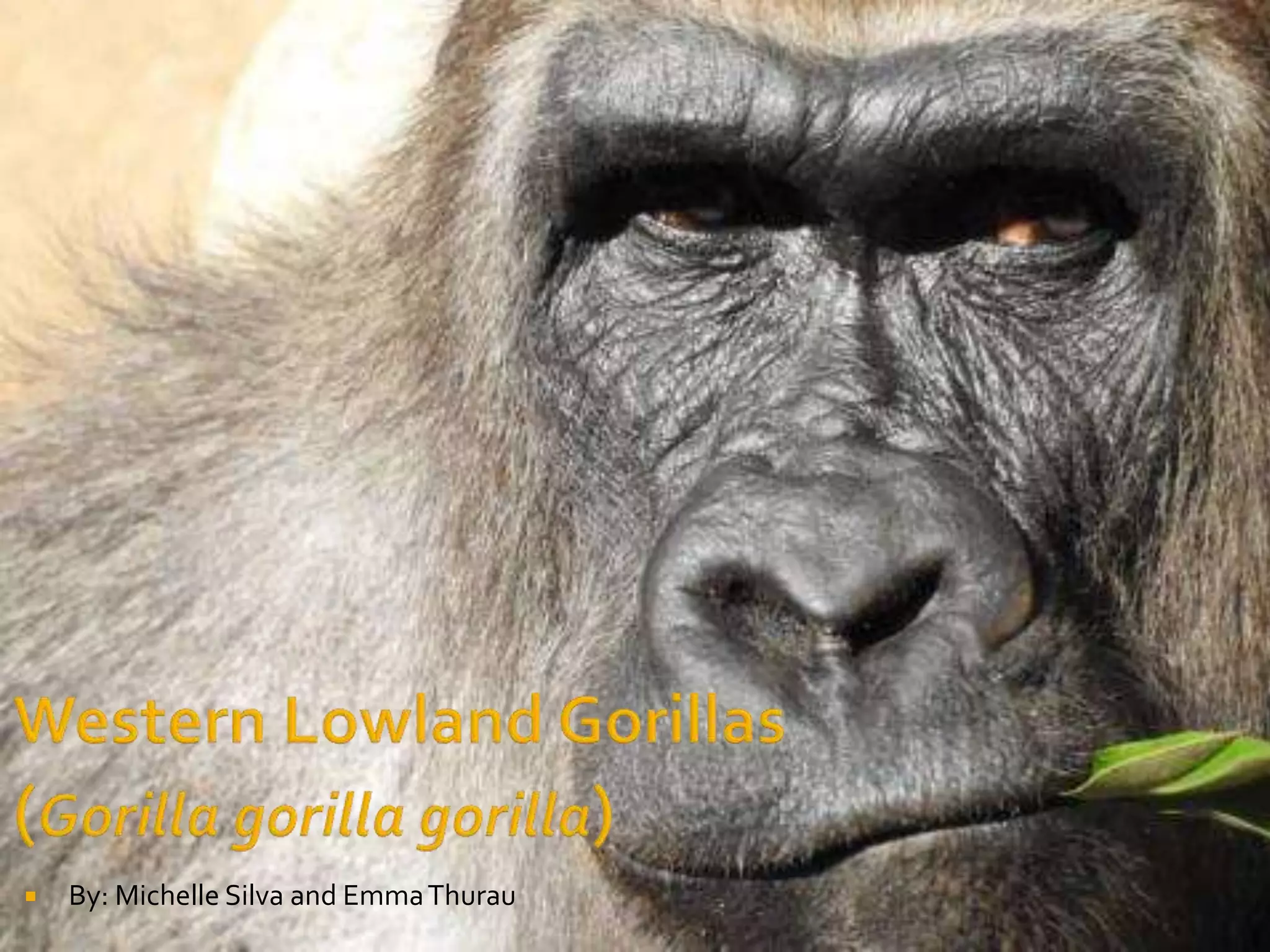 Western Lowland Gorillas | PPT