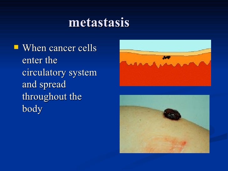 B17 vocab control of the cell cycle