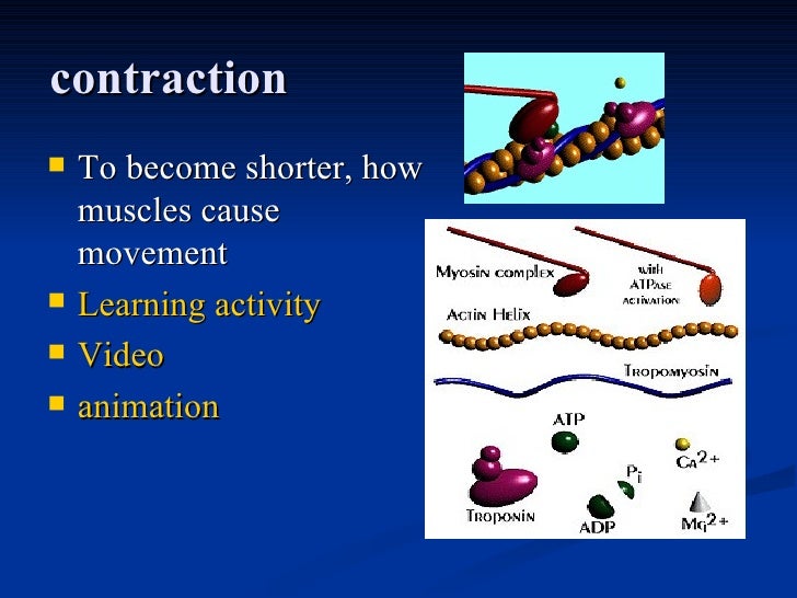 B17 vocab control of the cell cycle