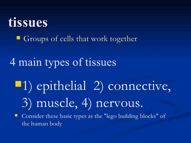 B17 vocab control of the cell cycle