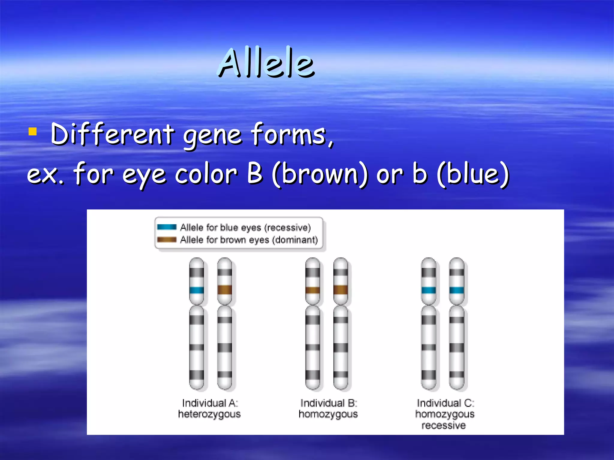 B18 mendel genetics vocab powerpoint | PPT