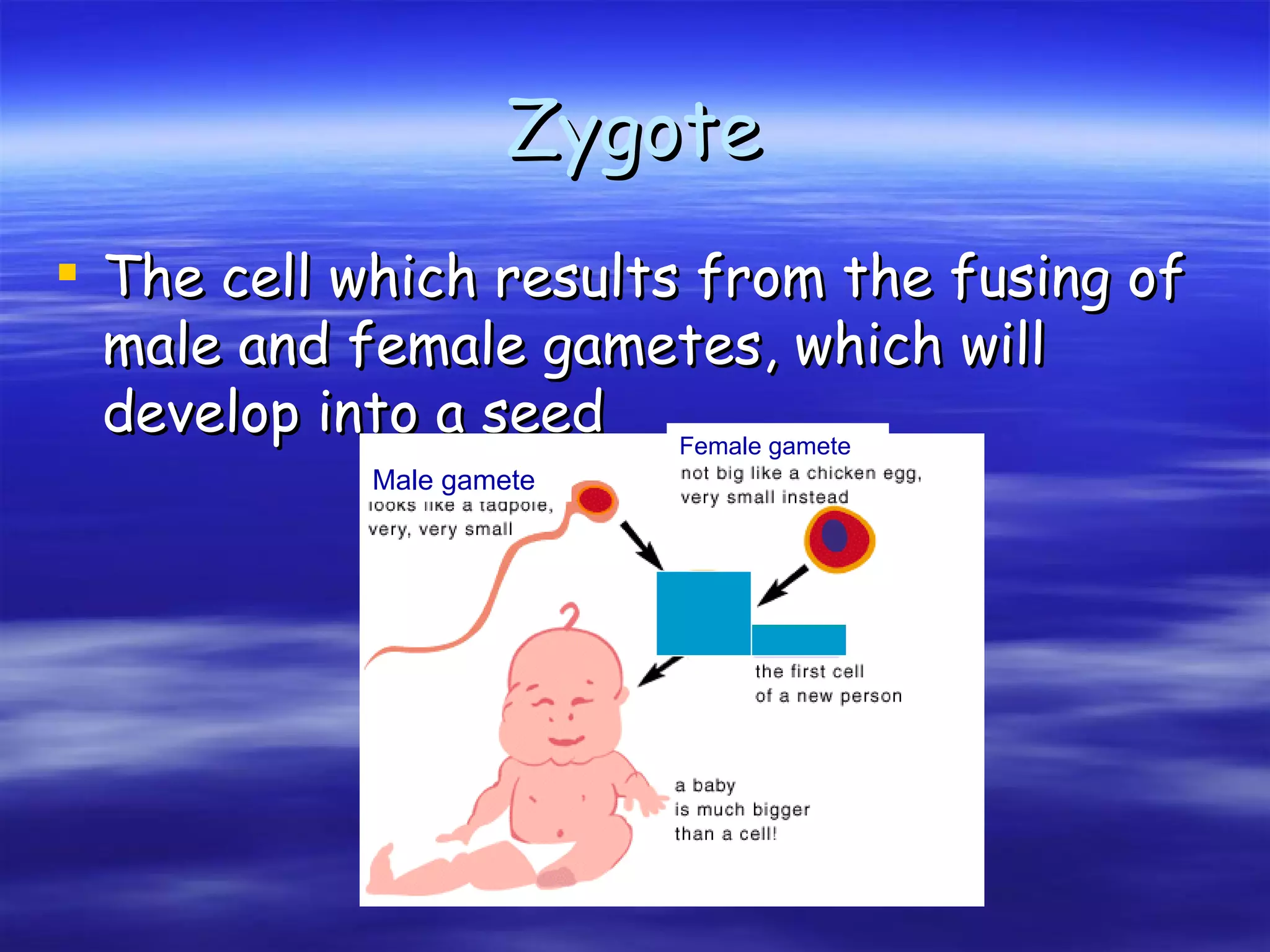 B18 mendel genetics vocab powerpoint | PPT | Genetics | Science