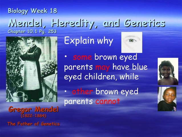 B18 mendel genetics vocab powerpoint | PPT | Genetics | Science
