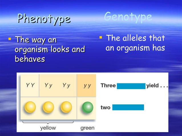 B18 mendel genetics vocab powerpoint | PPT | Genetics | Science