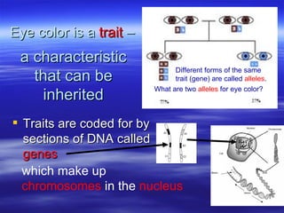 Mendel Genetics Eye Color