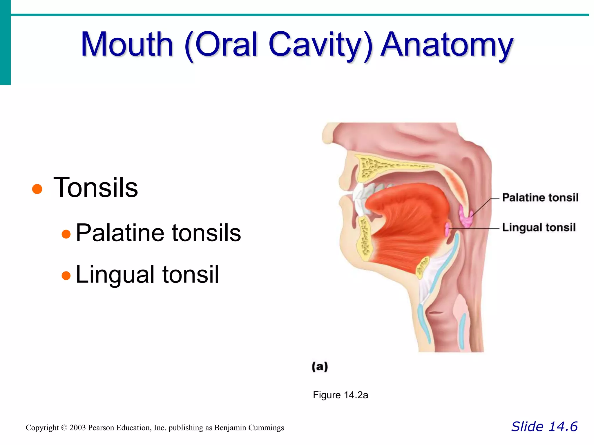 b19_file9_31312-digestionmarieb.ppt