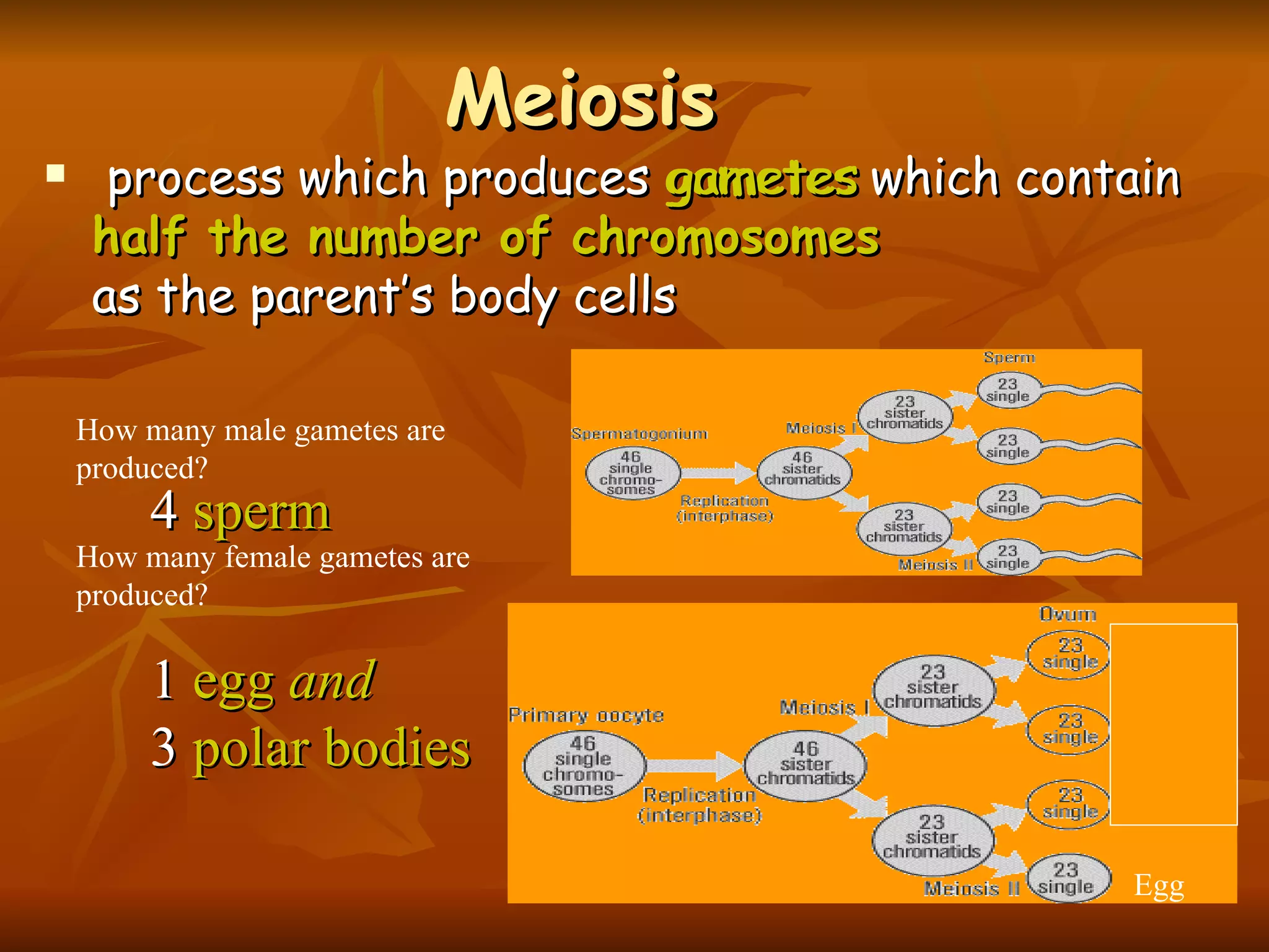 B19 meiosis ppt vocab chapter 10 | PPT