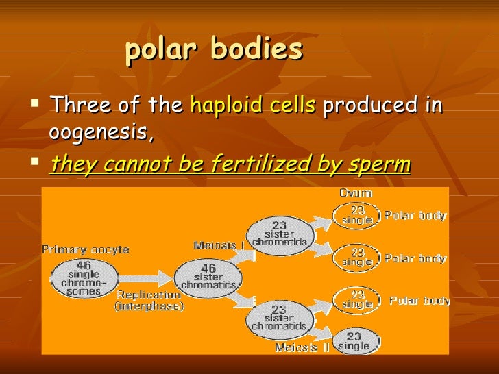 B19 meiosis ppt vocab chapter 10