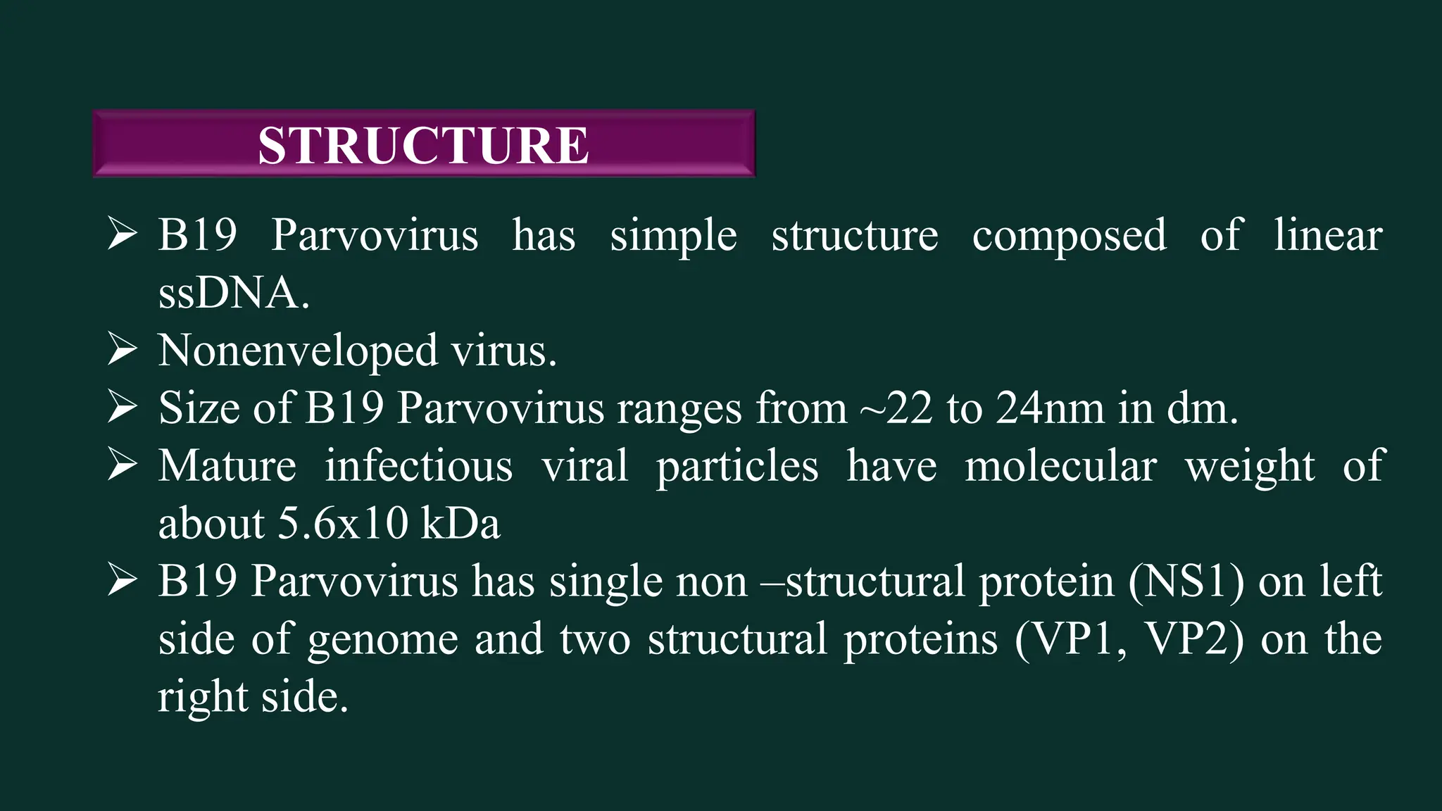 B19 PARVOVIRUS (STRUCTURE, TRANSMISSION, REPLICATION, PATHOGENESIS ...
