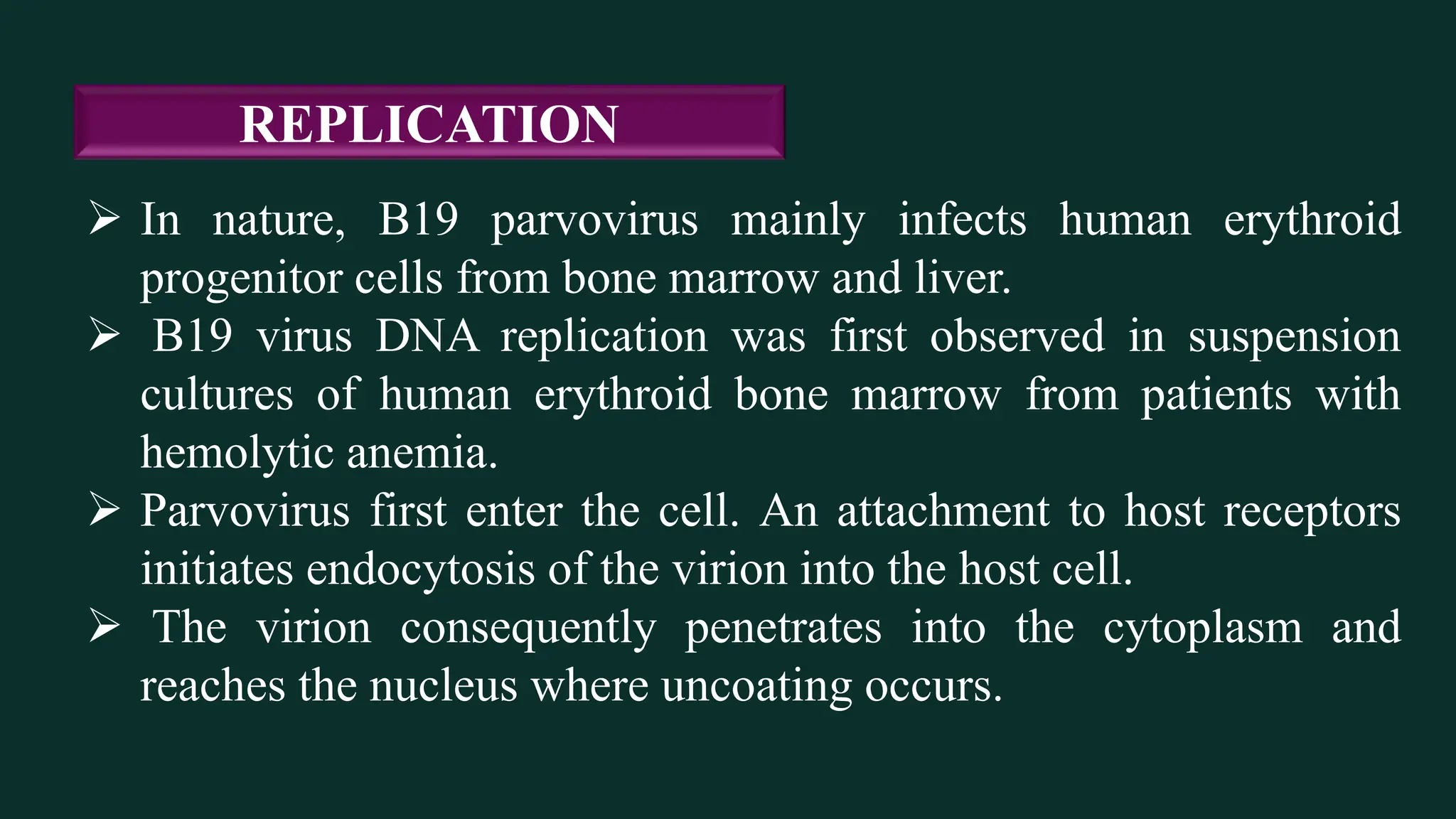 B19 PARVOVIRUS (STRUCTURE, TRANSMISSION, REPLICATION, PATHOGENESIS ...