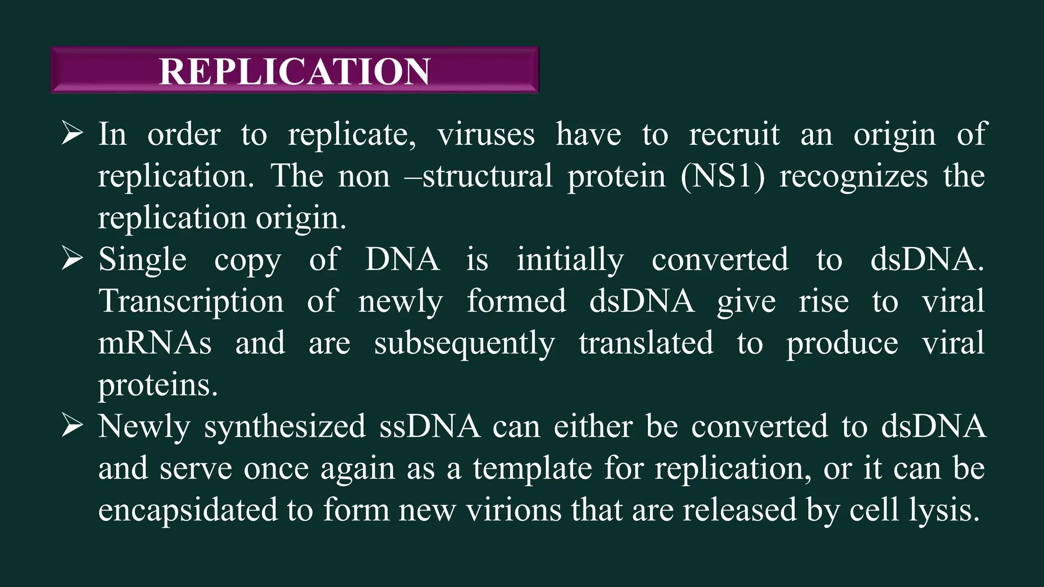 B19 PARVOVIRUS (STRUCTURE, TRANSMISSION, REPLICATION, PATHOGENESIS ...