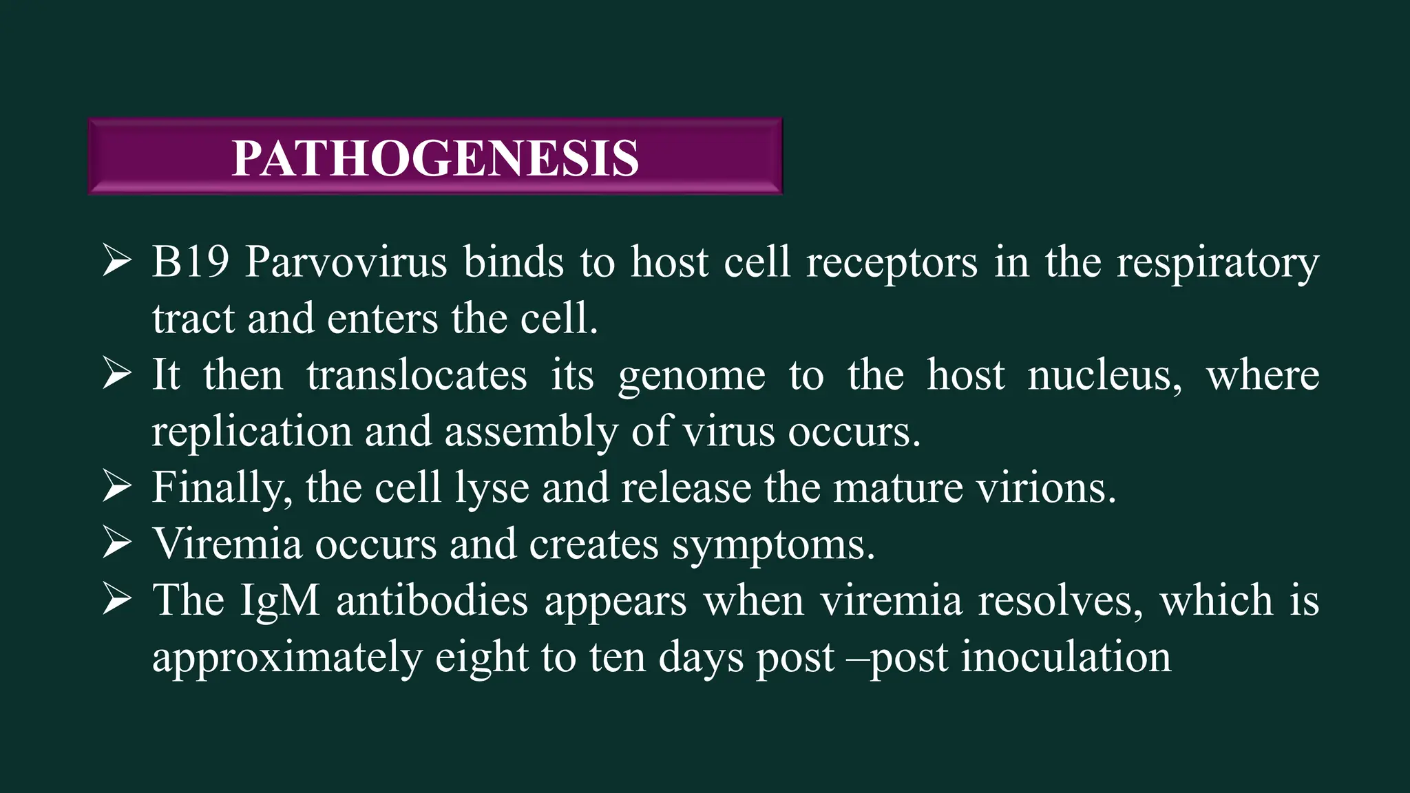 B19 PARVOVIRUS (STRUCTURE, TRANSMISSION, REPLICATION, PATHOGENESIS ...