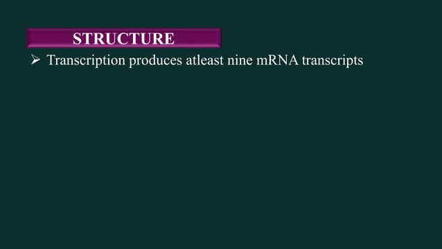 B19 PARVOVIRUS (STRUCTURE, TRANSMISSION, REPLICATION, PATHOGENESIS ...