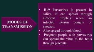 B19 PARVOVIRUS (STRUCTURE, TRANSMISSION, REPLICATION, PATHOGENESIS ...