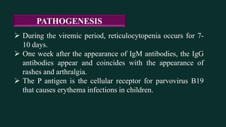 B19 PARVOVIRUS (STRUCTURE, TRANSMISSION, REPLICATION, PATHOGENESIS ...