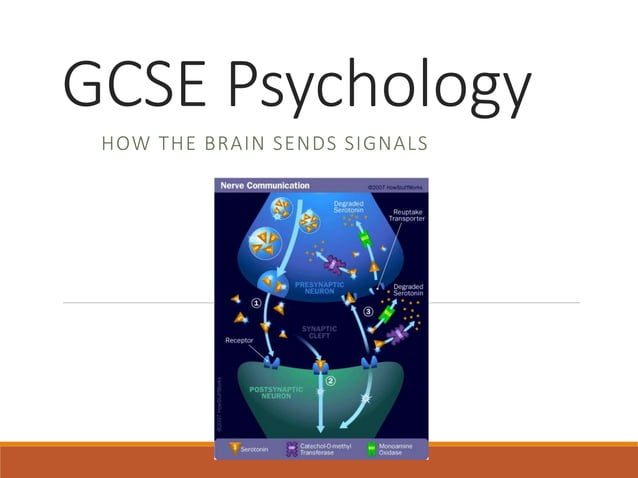 B1b1 how the brain sends signals | PPT