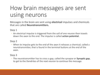B1b1 how the brain sends signals | PPT
