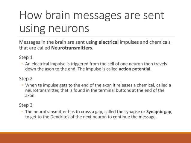 B1b1 how the brain sends signals | PPT