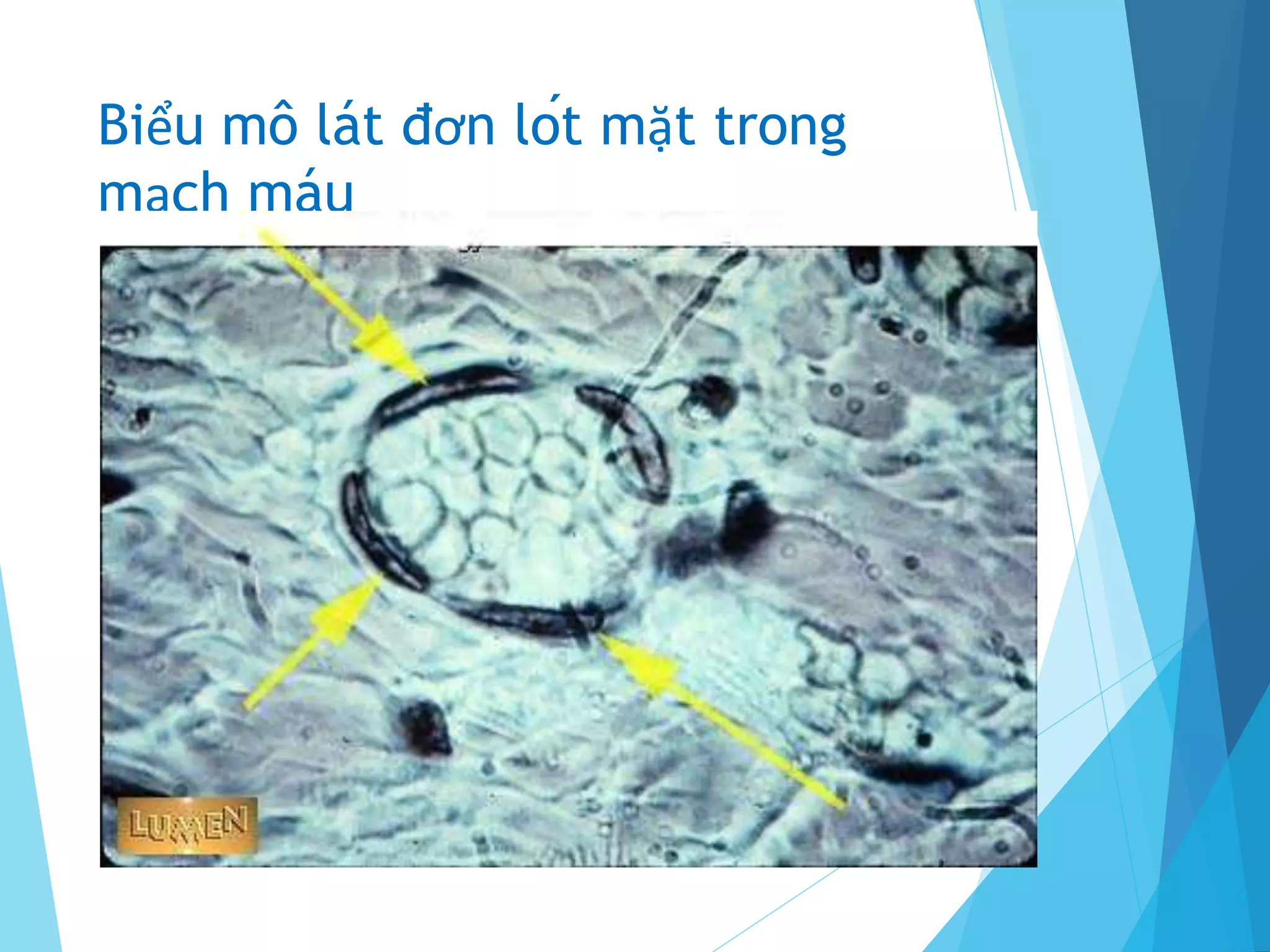 B1 BIEU MO - DHXN.ppt