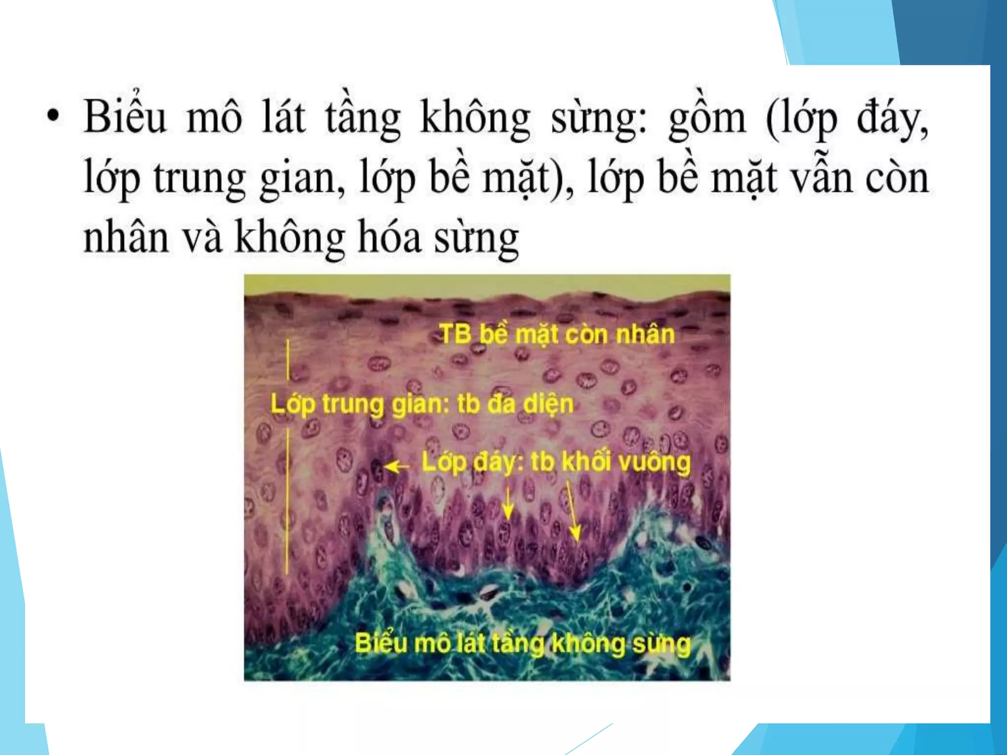 B1 BIEU MO - DHXN.ppt