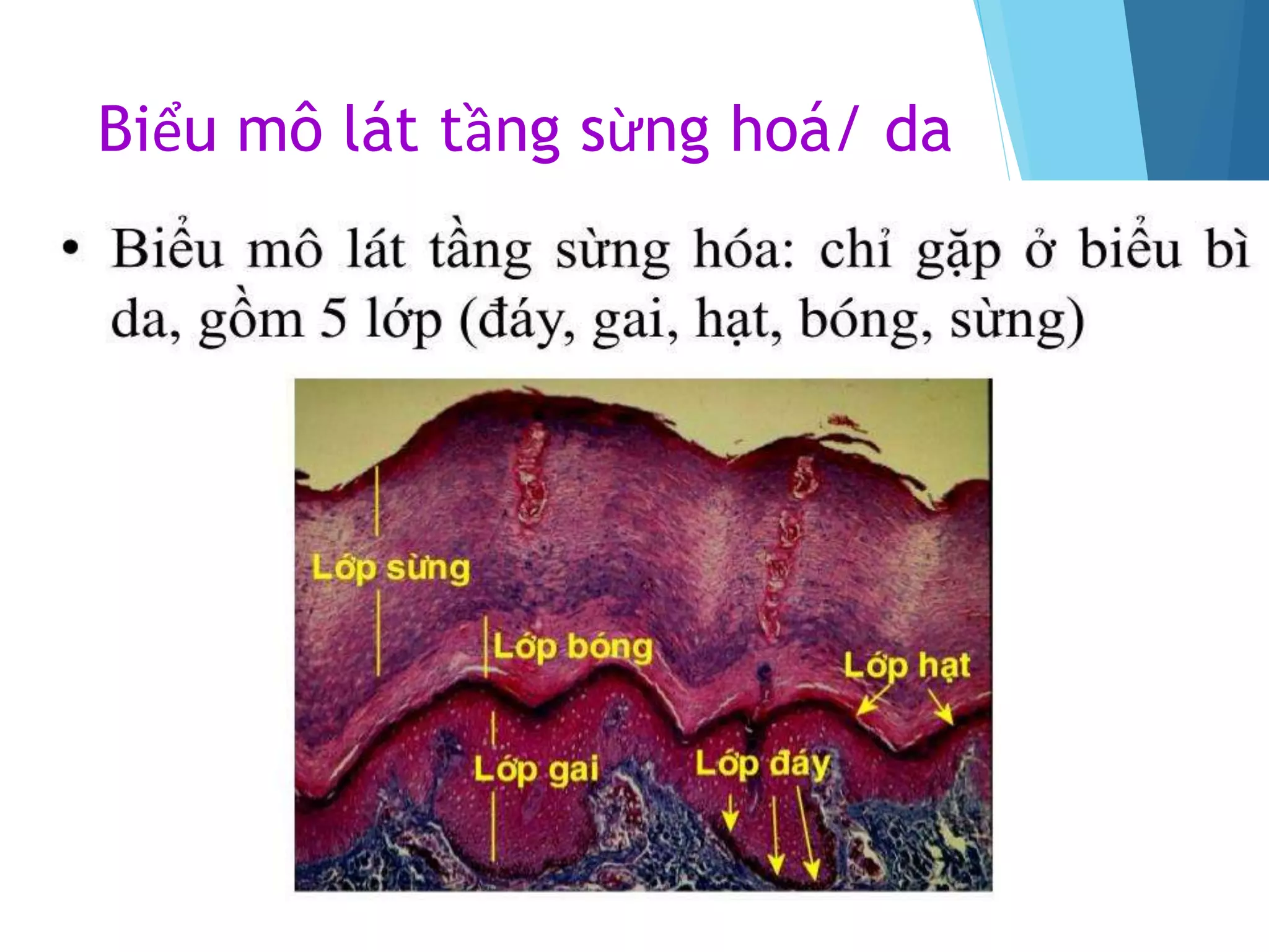 B1 BIEU MO - DHXN.ppt