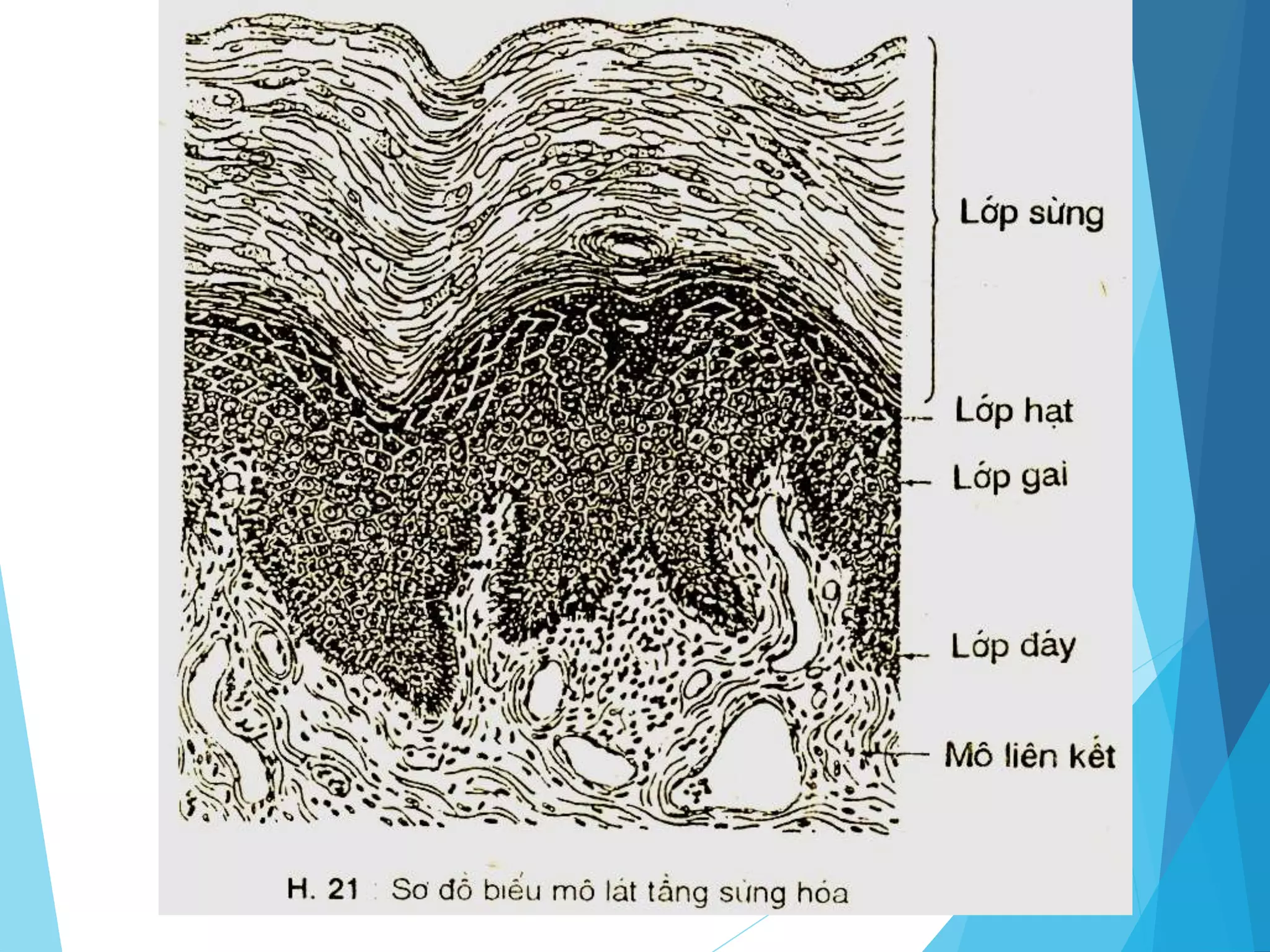 B1 BIEU MO - DHXN.ppt