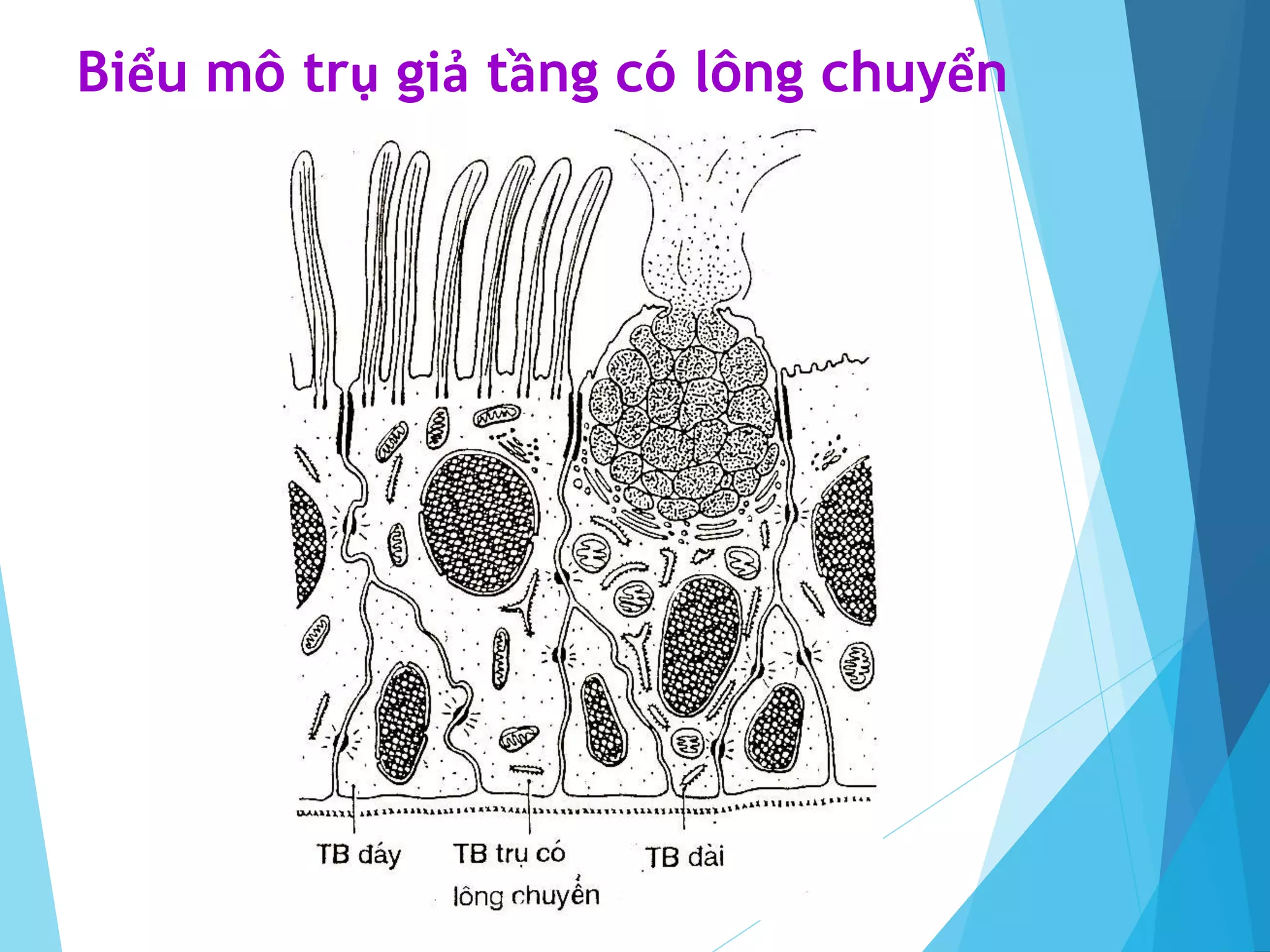 B1 BIEU MO - DHXN.ppt