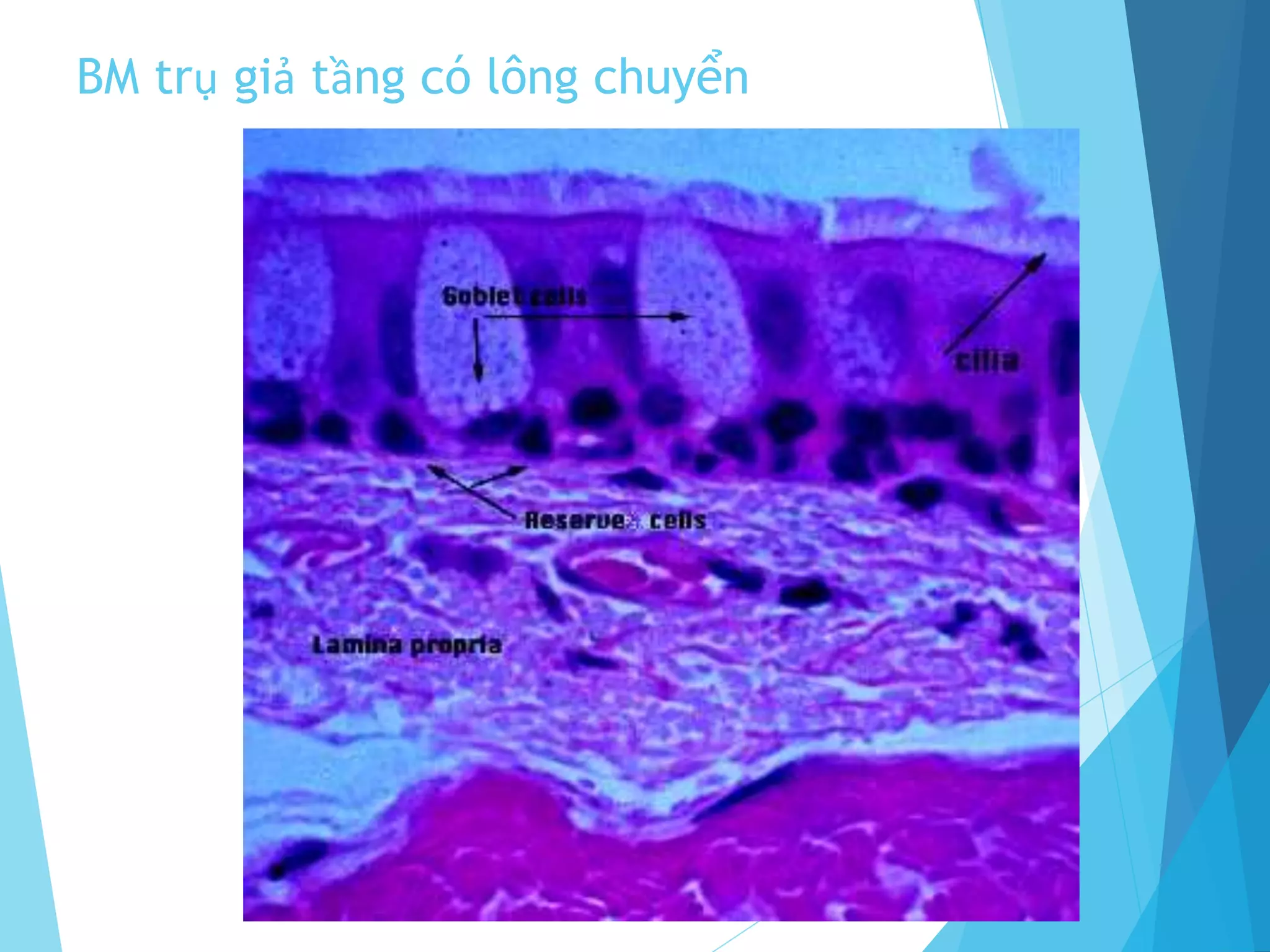 B1 BIEU MO - DHXN.ppt