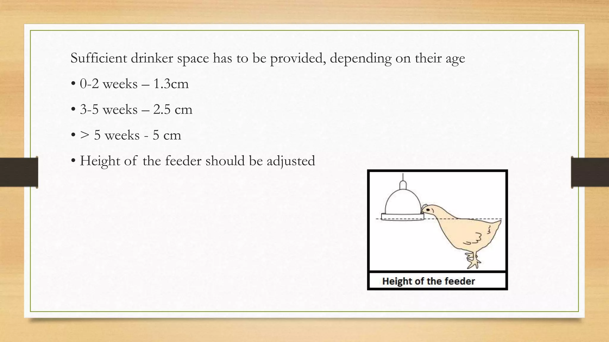 Broiler feeding | PPTX