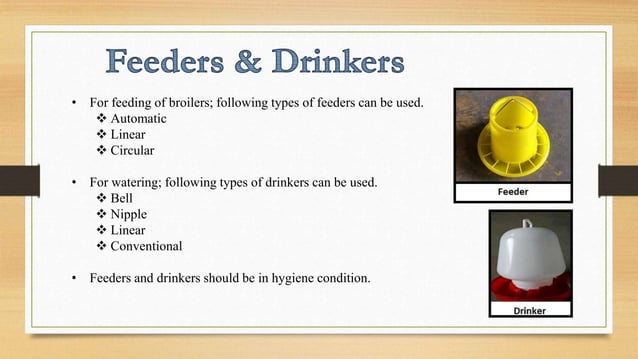 Broiler feeding | PPTX