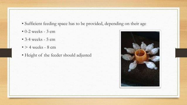 Broiler feeding | PPTX