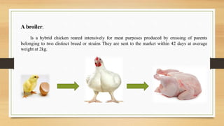 Broiler feeding | PPTX