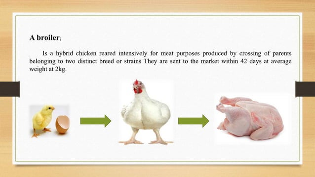 Broiler feeding | PPTX