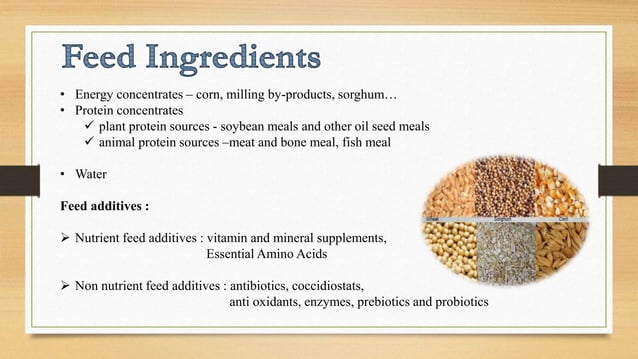 Broiler feeding | PPTX