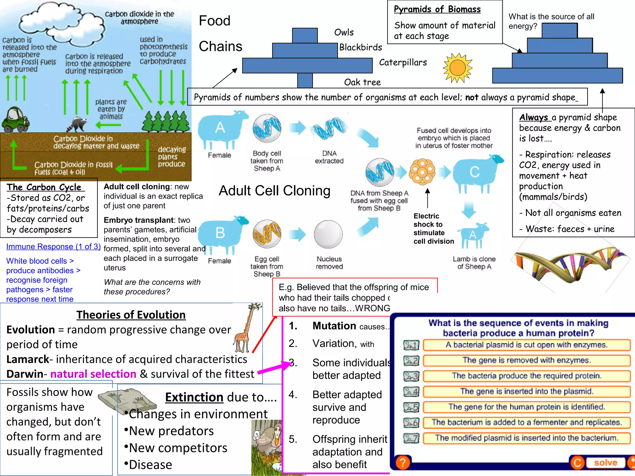 B1 poster summary_ | PPT