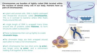 B1 The Biological Blue Print.pptx