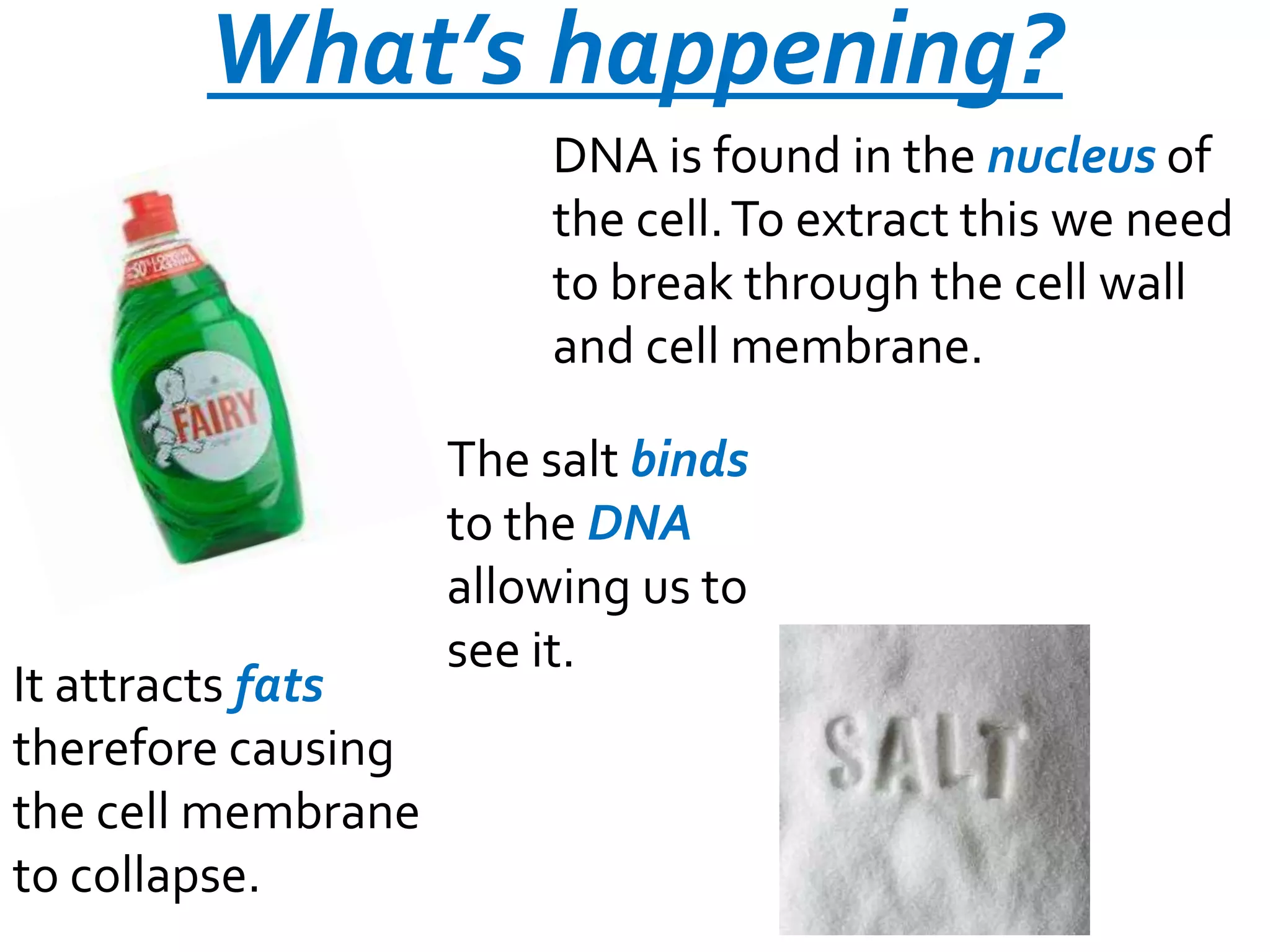 B2.4 extracting dna | PPTX