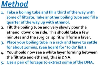 B2.4 extracting dna | PPTX | Biological Sciences | Science