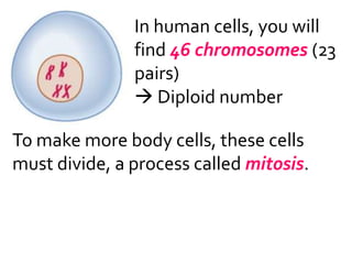 B2.7 mitosis and meiosis | PPTX