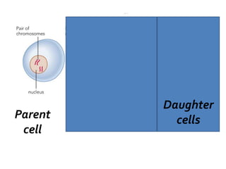 B2.7 mitosis and meiosis | PPTX