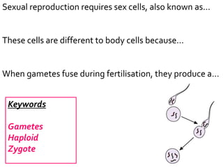 B2.7 mitosis and meiosis | PPTX