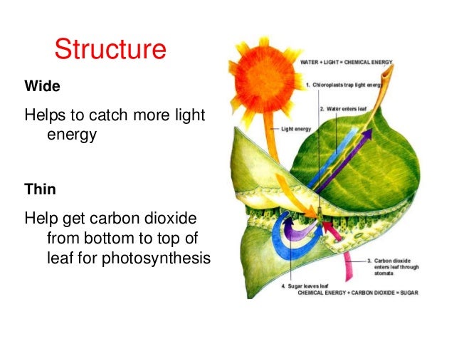 Structures Of Photosynthesis